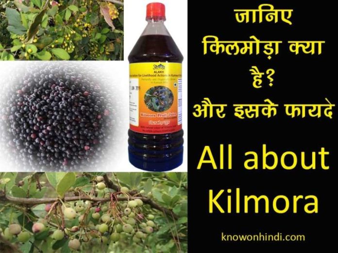 जानिए किलमोड़ा क्या है | Janiye Kilmora kya hai | All about Kilmora ...